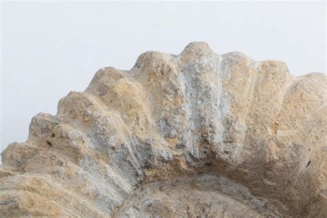 Coiled Ammonoid Fossils Ebth