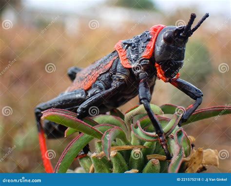 Koppie Foam Grasshopper Colourful Grasshopper Locust Photographed In The Blyde River Canyon
