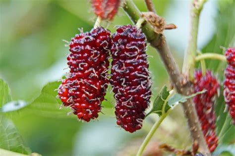 Mulberry Tree Identification Top Tips