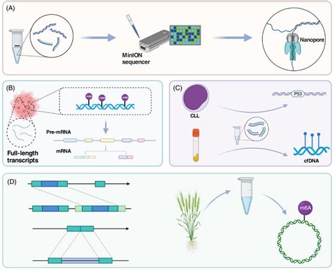Nanopore Sequencing For The Detection Of Cancer And Plant Genomes The Download Scientific