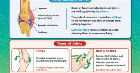 Joints Poster Health Club Pinterest Gcse Pe Babe And Physical Education