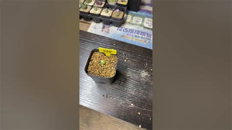 양이young다육 라이브 다육판매영상 다육판매방 다육판매하는곳 다육이 다육이를부탁해 다육이판매영상 다육이라이브 다육이화분 선인장 코덱스 코노피튬