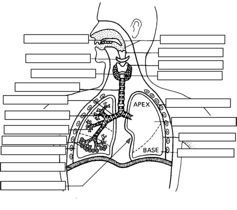 Label The Respiratory System Structures