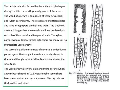 Life Cycle Of Gnetum Pptx