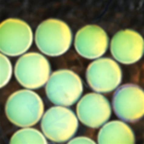 Msns Sh巯基修饰介孔二氧化硅颗粒 Msns Sh巯基修饰介孔二氧化硅颗粒
