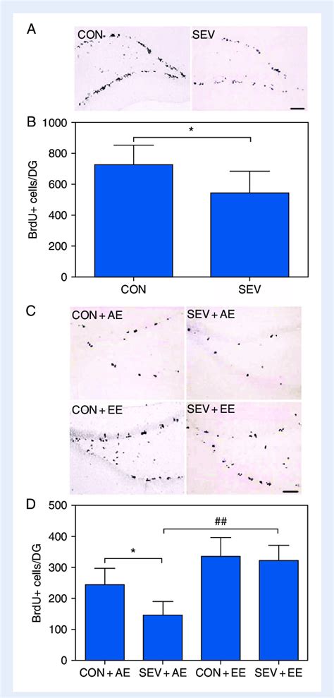 Sevoflurane Exposed Rats Showed A Decline In The Neural Progenitor