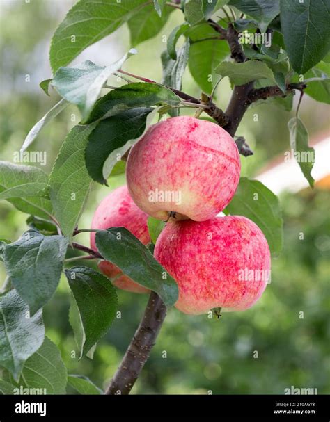 Apple Tree With Ripe Apple Fruit Ripe Apples Growing On Apple Tree