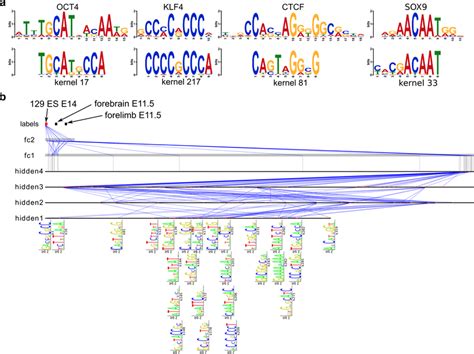 visualization of trained kernels and their connections a examples of