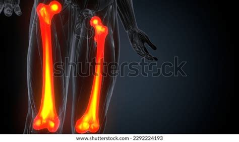 Male Skeleton Tibia Bone Anatomy System D Stock Illustration Shutterstock