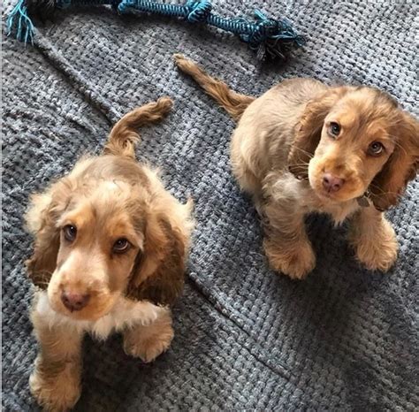 Adorable Cocker Spaniel Puppies
