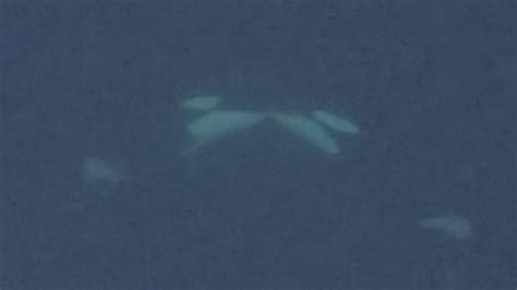 The Complicated Sex Lives Of Giant Pandas Live Science