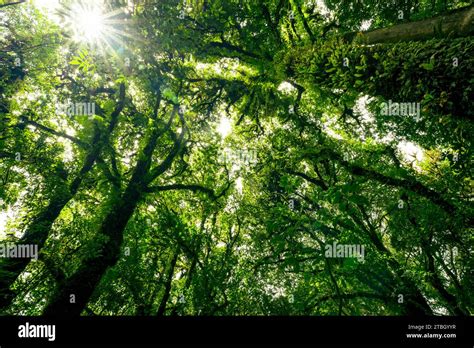 Green Tree Forest With Sunlight Through Green Leaves Natural Carbon Capture And Carbon Credit