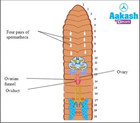 Reproductive System Of An Earthworm