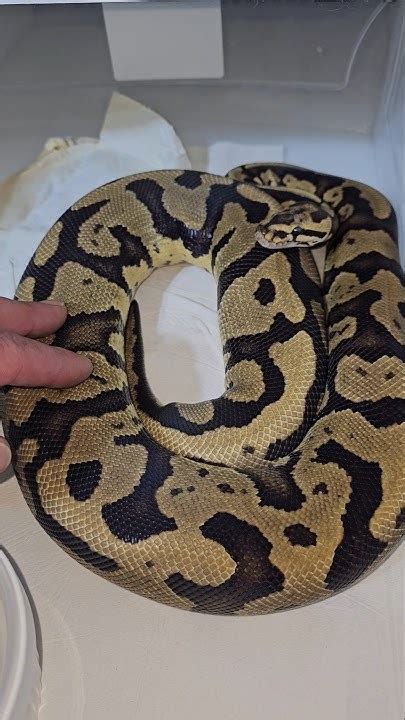 My Most Anticipated Clutches Are Almost Here🤞 Pythonregius Ballpython
