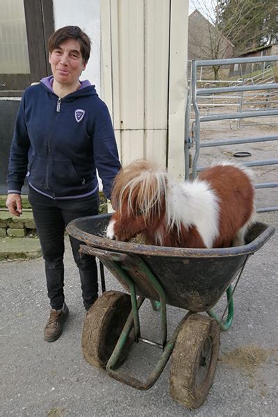 Shortest Living Horse Pumuckel Is The Ultimate Short King And Deserves