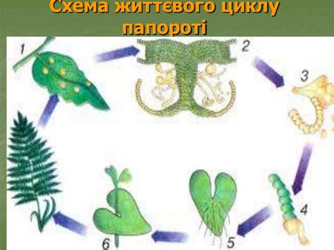 Презентація Папоротеподібні