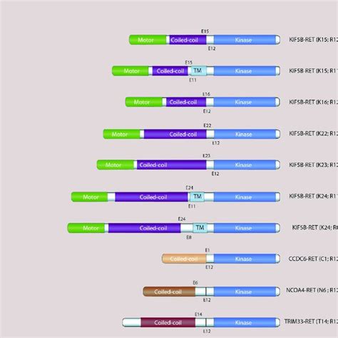 Rearranged During Transfection Proto Oncogene Gene Ret Rearrangements