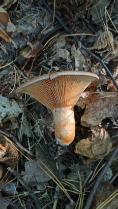Рыжик (Рыжик настоящий) (Lactarius deliciosus) фото и описание