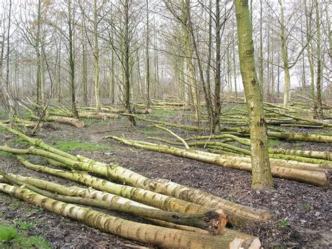 林 植物 树木 Pixabay上的免费照片 Pixabay