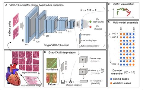 Framework Of The Interpretable Vgg 19 Model With Grad Cam And Umap