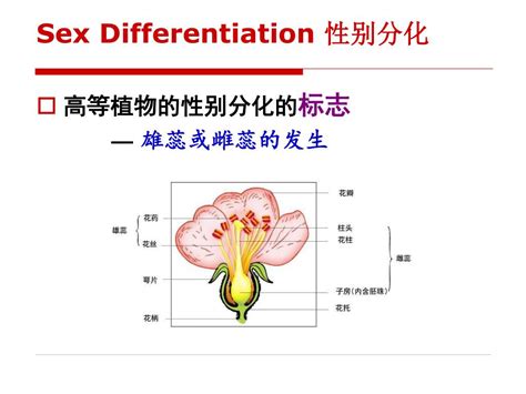 Ppt Plant Growth Stages Embryogenesis 胚形成 Vegetative Growth 营养生长