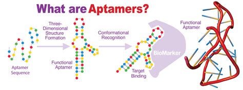 Thrombin Aptamer Ayass Research Institute