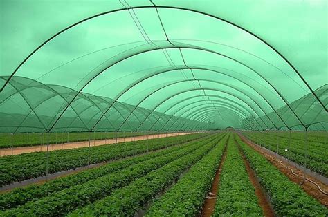 Safety Shade Net Application Agriculture At Best Price In Delhi Pravina Enterprises