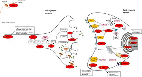 Proposed Disease Pathways Involved In Genetic Hyperkinetic Movement