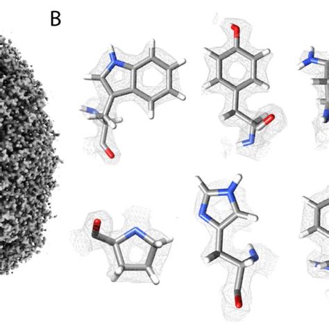 High Resolution Apoferritin Reconstruction A Apoferritin Density At Download Scientific