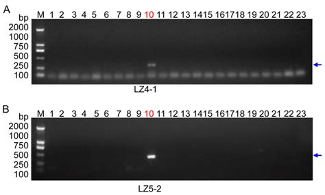 Development Of Rapd Scar Markers For Lz4 1 And Lz5 2 A Scar Marker Download Scientific