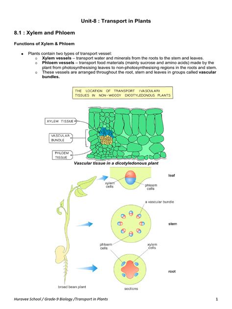 2024 Notes Transport In Plants Pdf Stoma Root