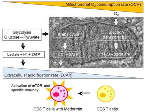 Metformin And Its Immune Mediated Effects In Various Diseases Pmc