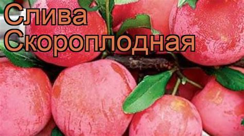 Слива канадская Скороплодная (prunus domestica) 🌿 обзор: как сажать ...