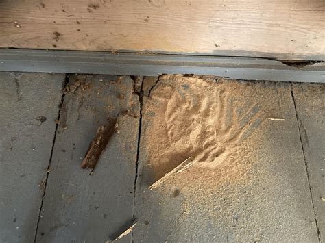 Whats The Difference Between Synapomorphies And Sym Plesiomorphies R Biology