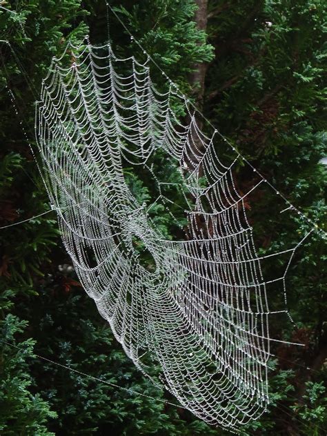 Steps Of Synthetic Spider Web Production Drawtwink