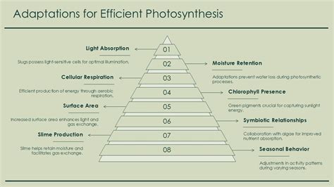 Adaptations For Efficient Photosynthesis Slug Photosynthesis Ppt Slides Acp Ppt Sample