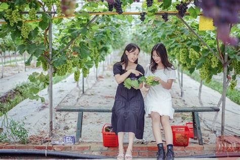 眉山市彭山区：高温难阻葡萄采摘乐四川在线