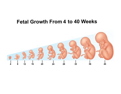 Fetal Development Timeline Week By Week