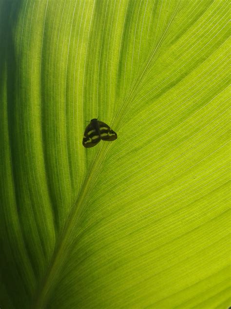 Pin by Nana Gazashvili on Nana | Plant leaves, Plants, Leaves