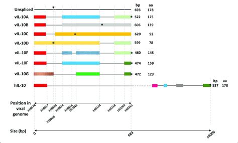Schematic Representation Of The Genomic Intron Exon Organization Of Download Scientific