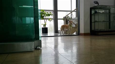 개장에서 사는 공장 진돗개를 사무실에 들여보내 편하게 자라고 했더니 L 불면의 낮을 보내는 진돗개 L 결코 깊게 잠들지 못하는 진돗개 L 진돗개의 노루잠 L 불면증