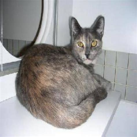 Cat And Dog Detection Via Yolov Object Detection Dataset V1 2023 01 06 1026am By Engineering