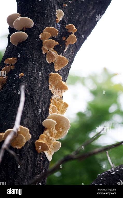 Artists Conk Ganoderma Applanatum A Member Of Shelf Fungus Group Growing On A Tree Trunk