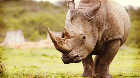 Rino 4k Wallpaper Download