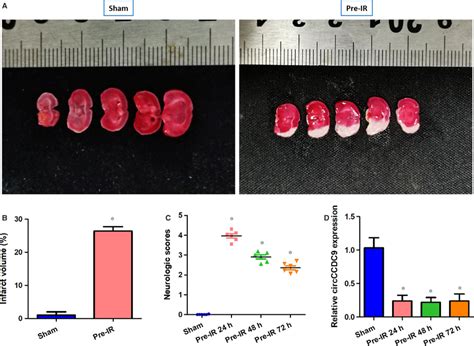 Effects Of Tmcao In Mice A And B Brain Infarct Indicated Using Ttc