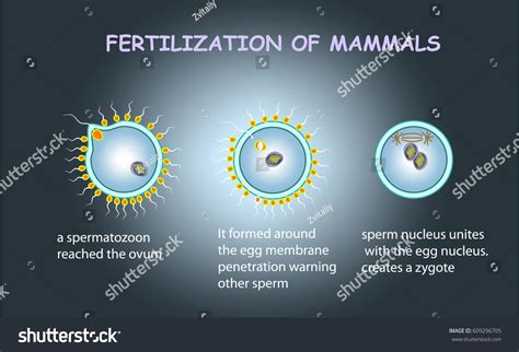 Fertilization Mammals On Black Vector Education Stock Vector Royalty