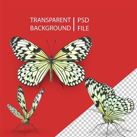 Premium Psd Tree Nymph Butterfly Png