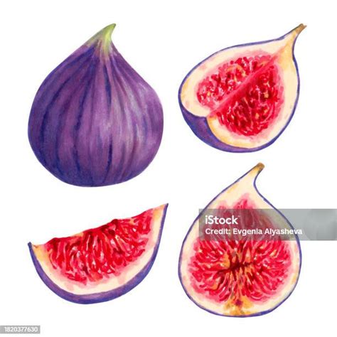 보라색 무화과 세트입니다 과일은 개별적으로 전체 및 단면으로 제공됩니다 무화과의 식물 컬렉션 포장 라벨 메뉴 계절 제안 디자인 개체 그룹에 대한 스톡 벡터 아트 및 기타