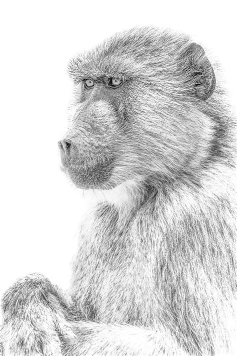 Bandw Portrait Series Feel Free To Add Your Own Versions And Styles