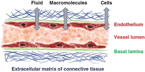 The Endothelial Barrier Function The Endothelium Lines The Innermost